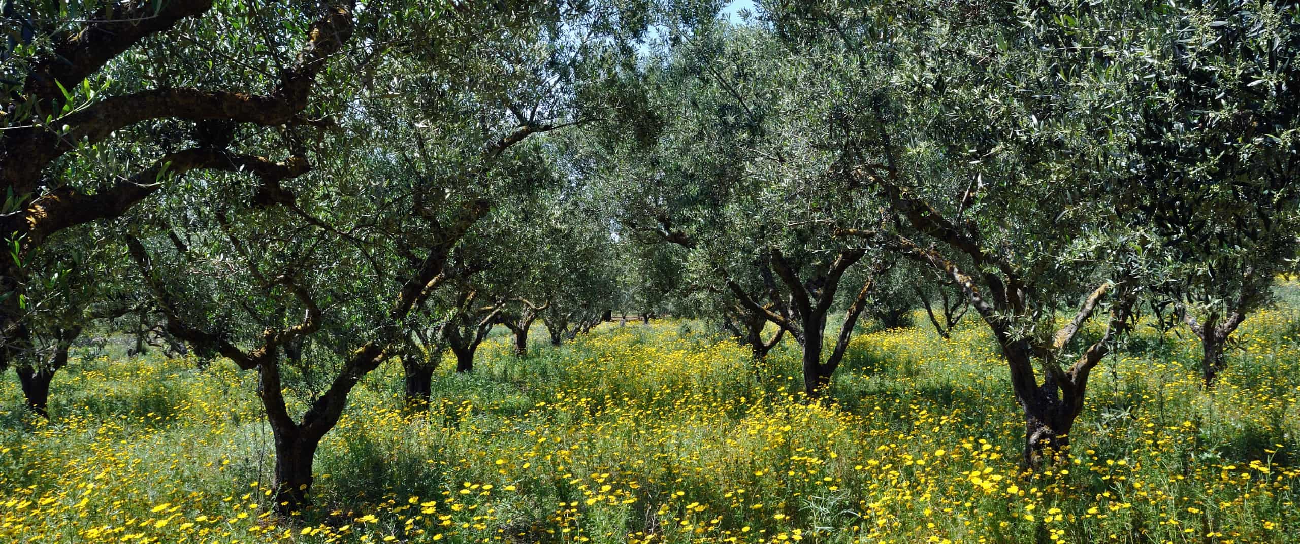 Medical Olive Oil: The World's Healthiest Fat | MILESTONE®