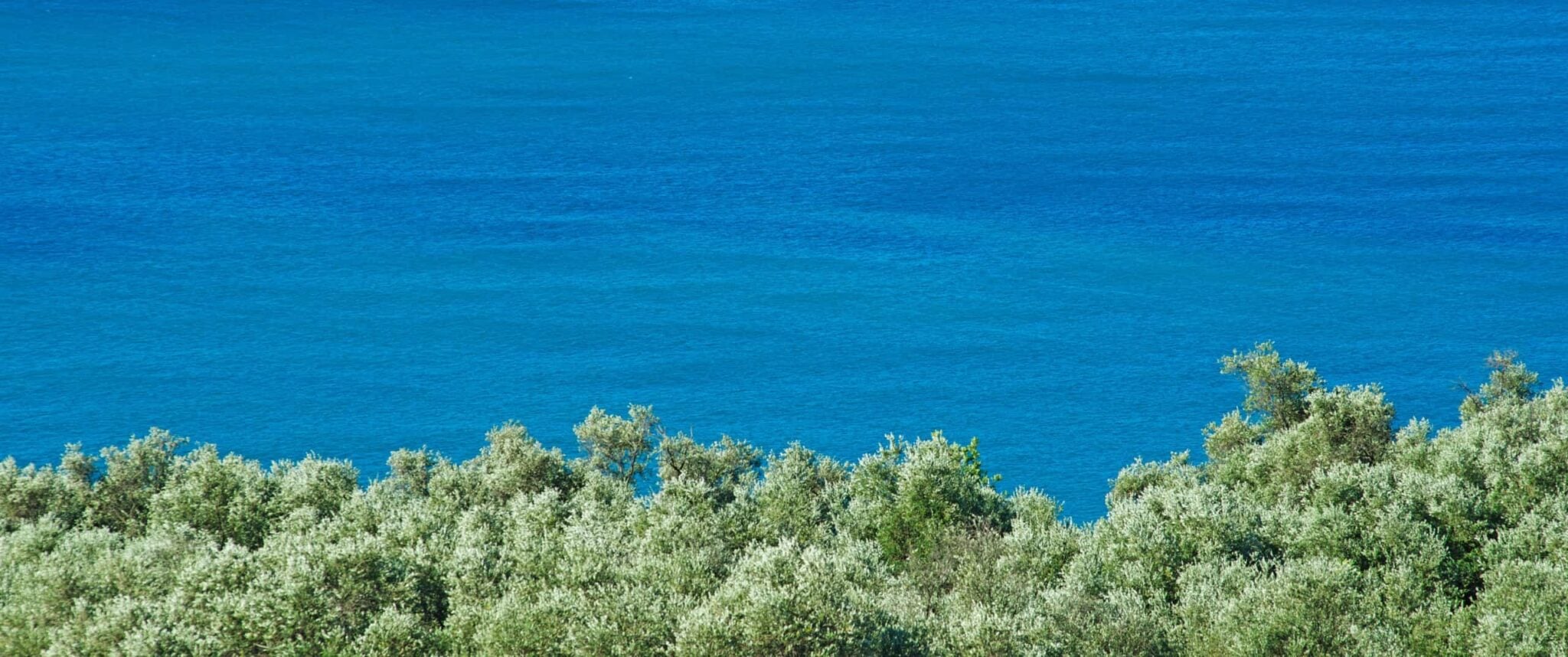 Supplement vs Functional Food: Key Differences | MILESTONE®